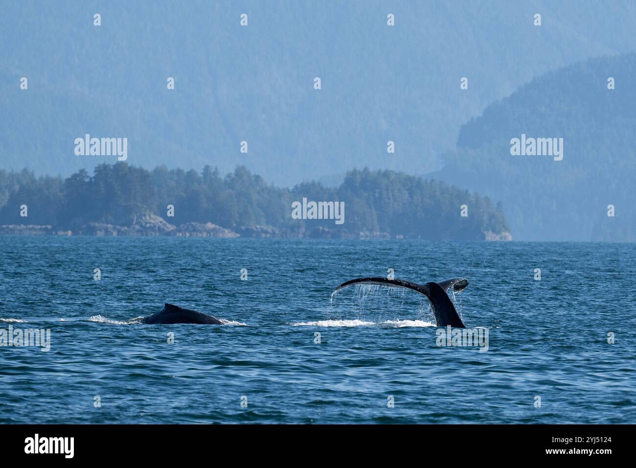 Alaska, Stika, Sitka Sound, Humpback whales Stock Photo - Alamy