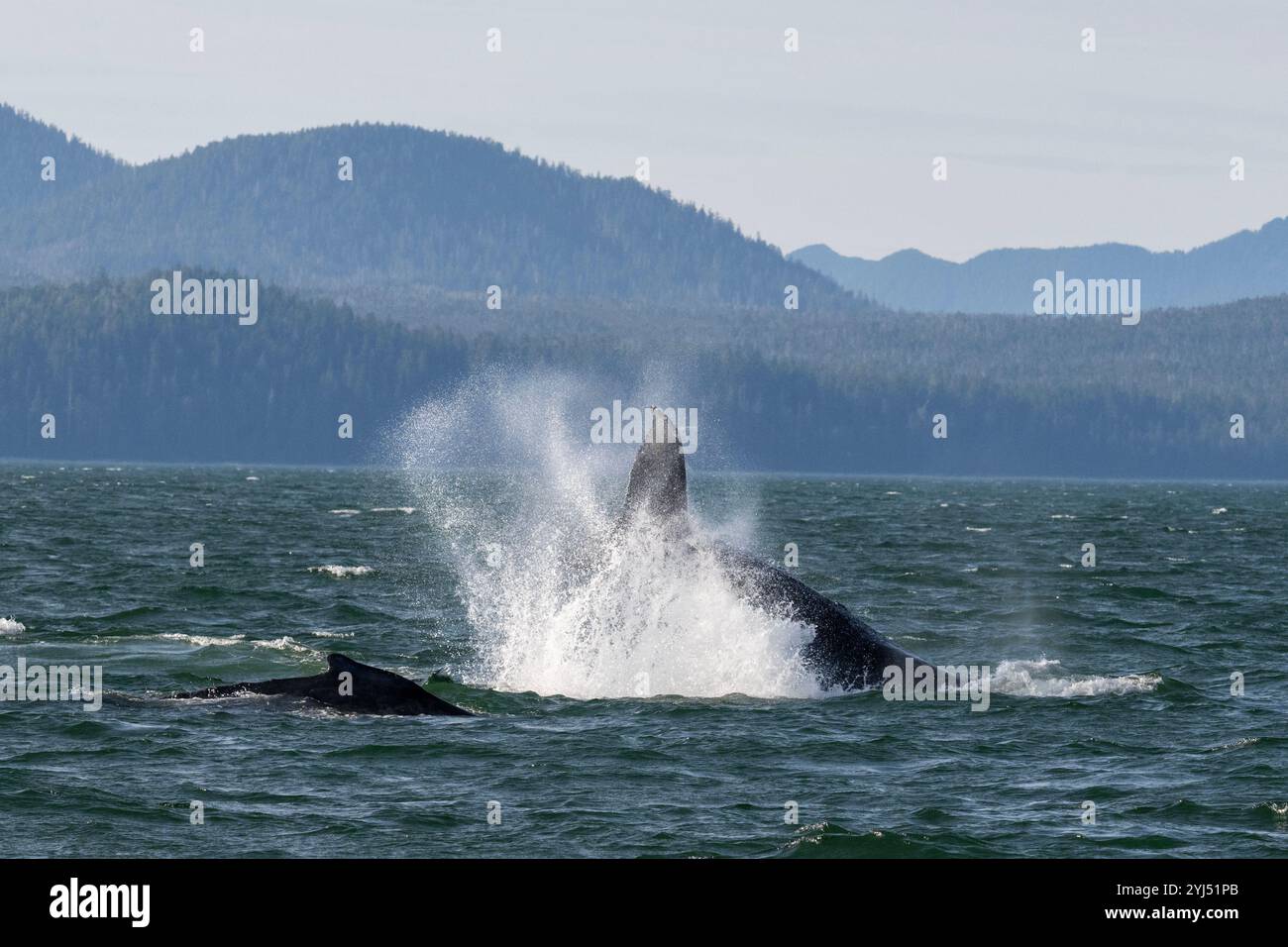 Alaska, Sitka. Humpback whales (Megaptera novaeangliae) in Sitka Sound ...