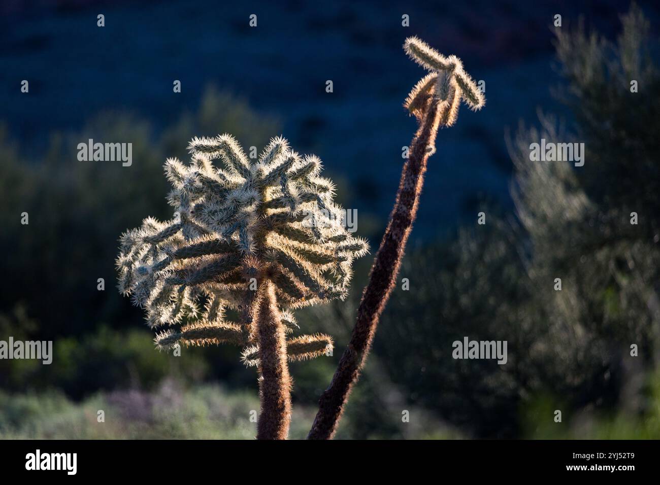 A backlit cholla cactus highlighting its thorns, Lost Dutchman State ...