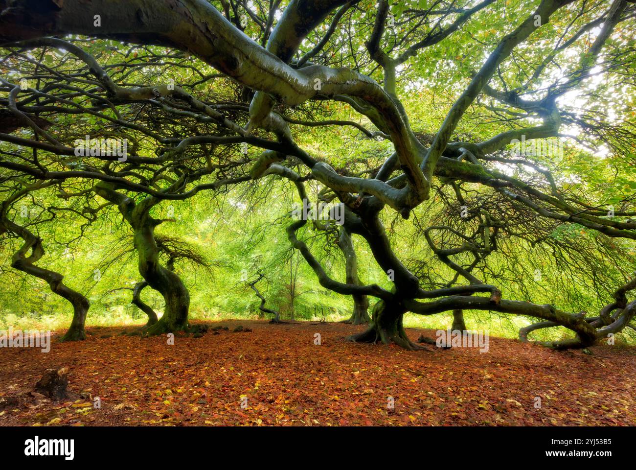 Pilzformige kronen hi-res stock photography and images - Alamy