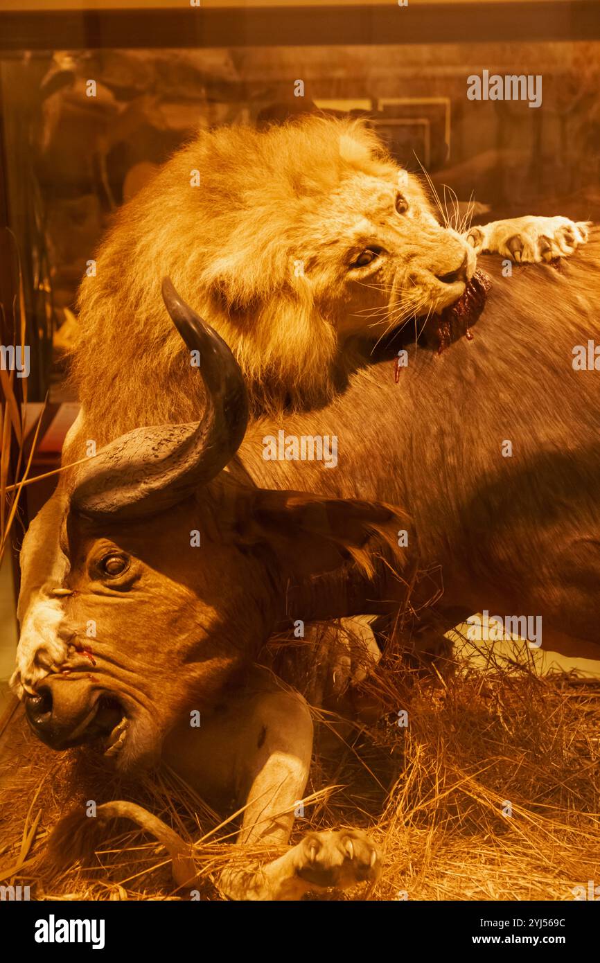 England, Kent, Thanet, Birchington, Quex House, The Powell-Cotton ...