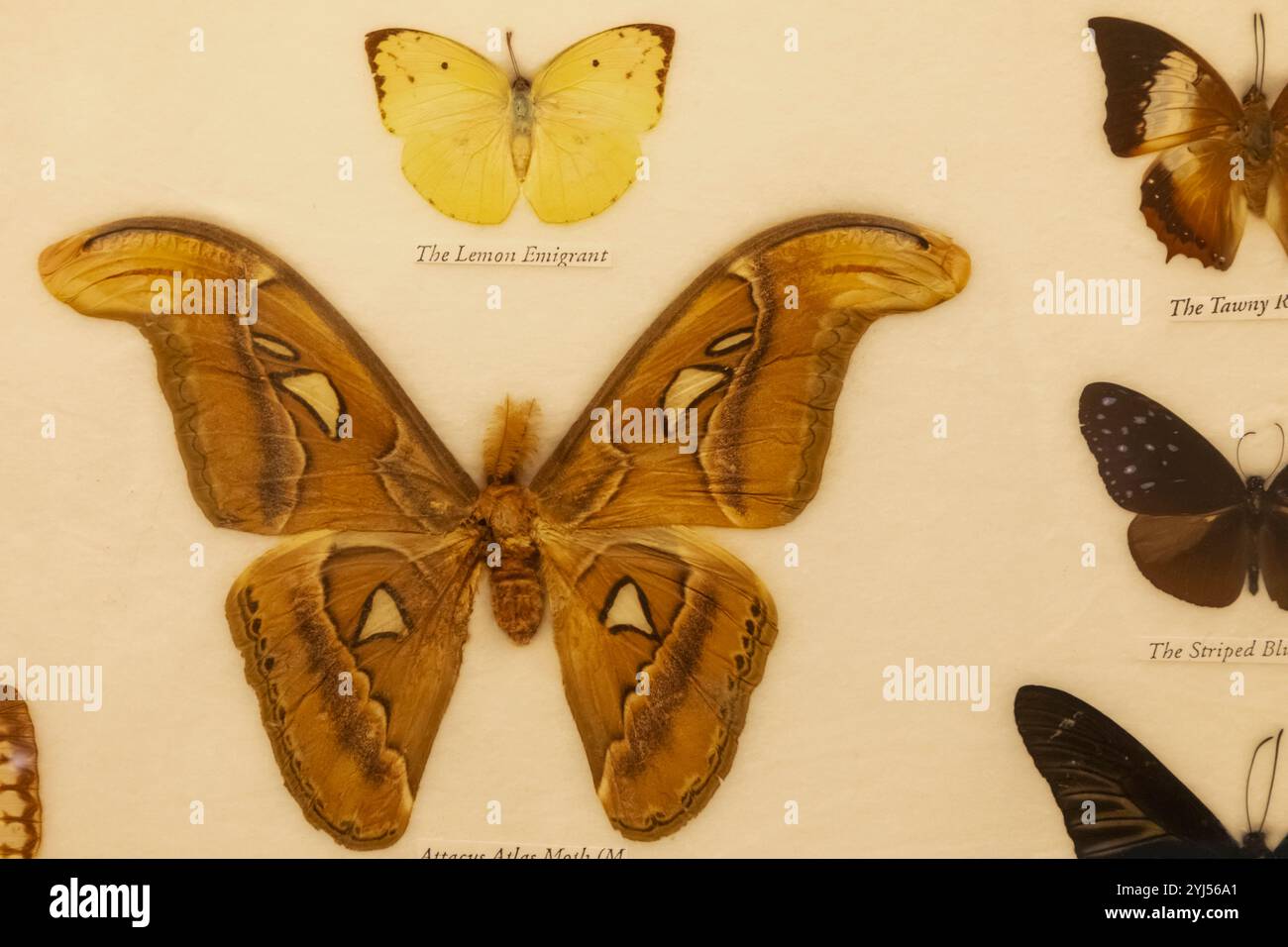 England, Kent, Thanet, Birchington, Quex House, The Powell-Cotton ...