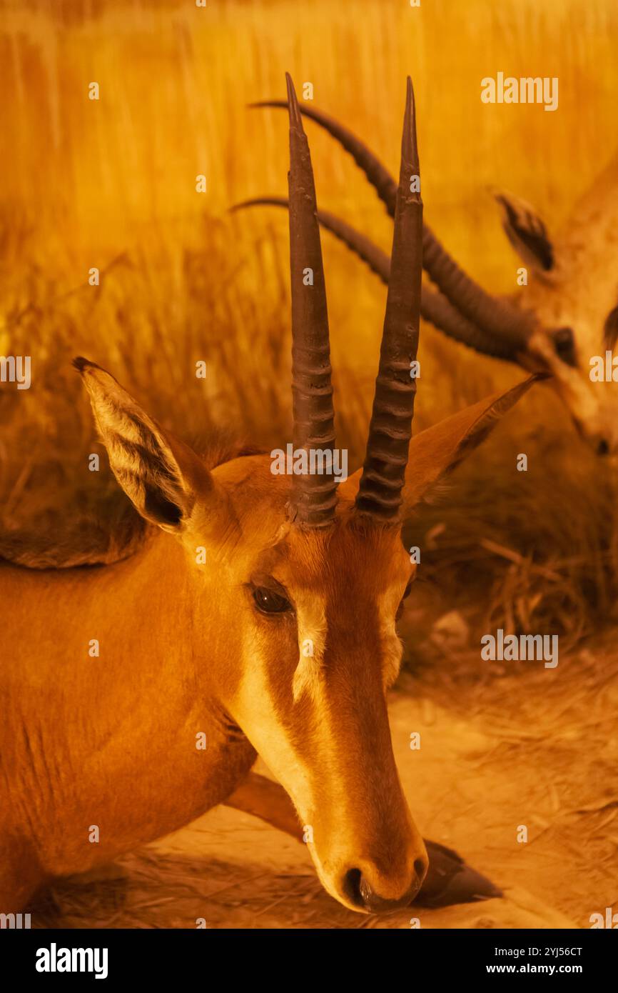 England, Kent, Thanet, Birchington, Quex House, The Powell-Cotton ...