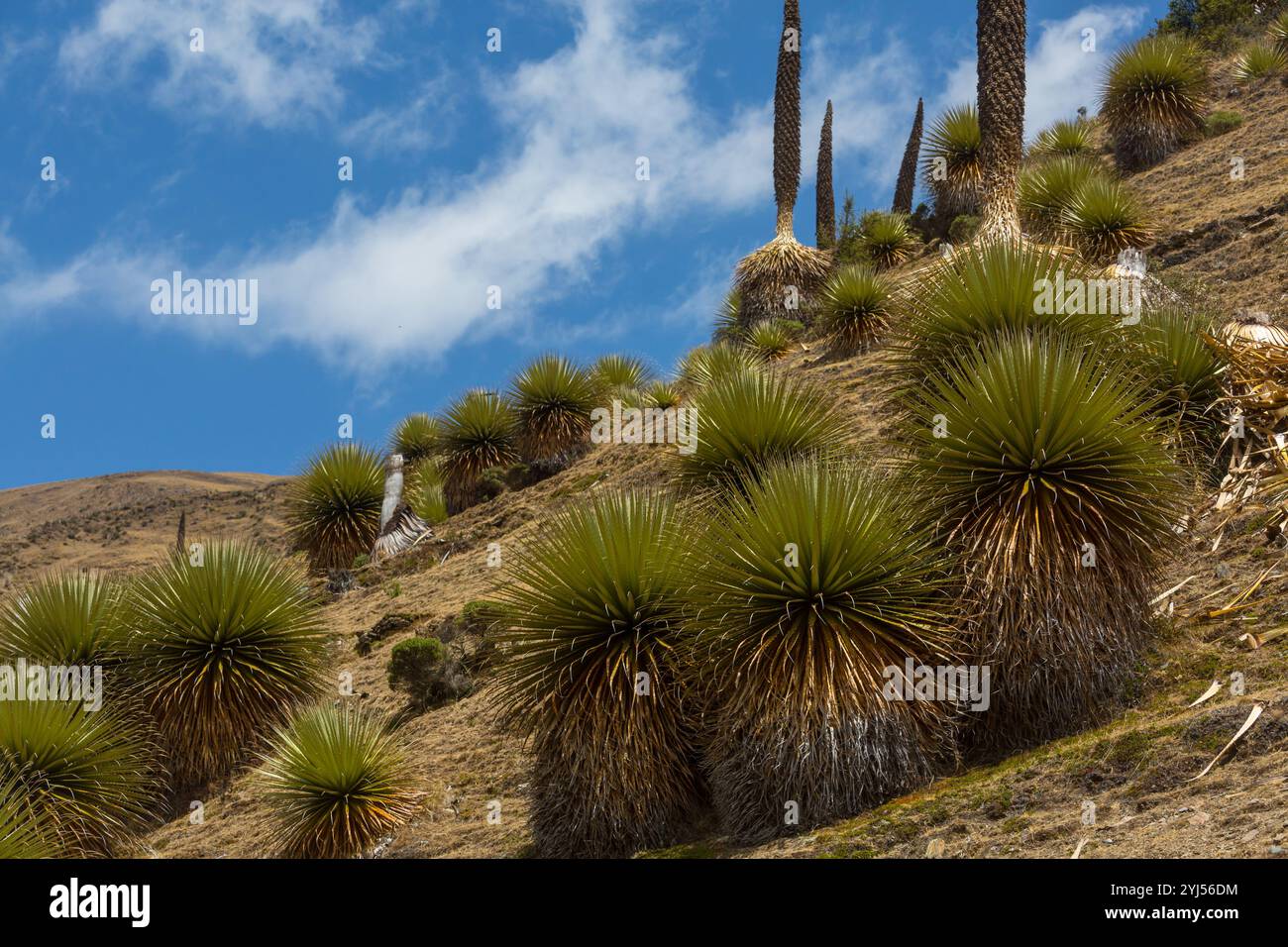 Puya Raimondii Plants high up in the Peruvian Andes, South America ...