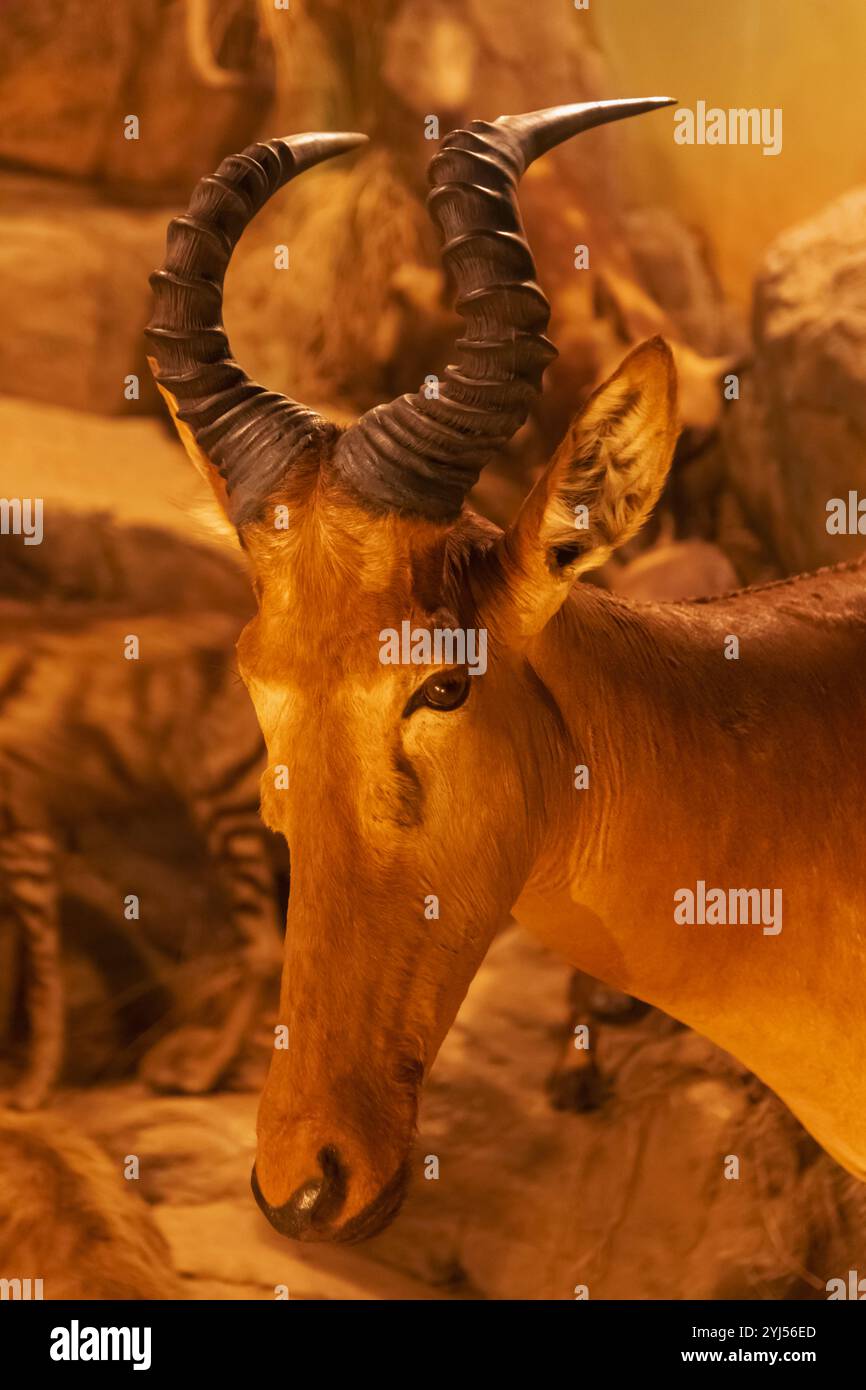 England, Kent, Thanet, Birchington, Quex House, The Powell-Cotton ...