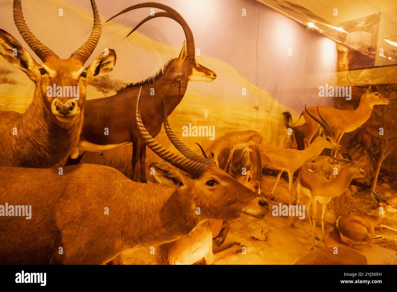 England, Kent, Thanet, Birchington, Quex House, The Powell-Cotton ...