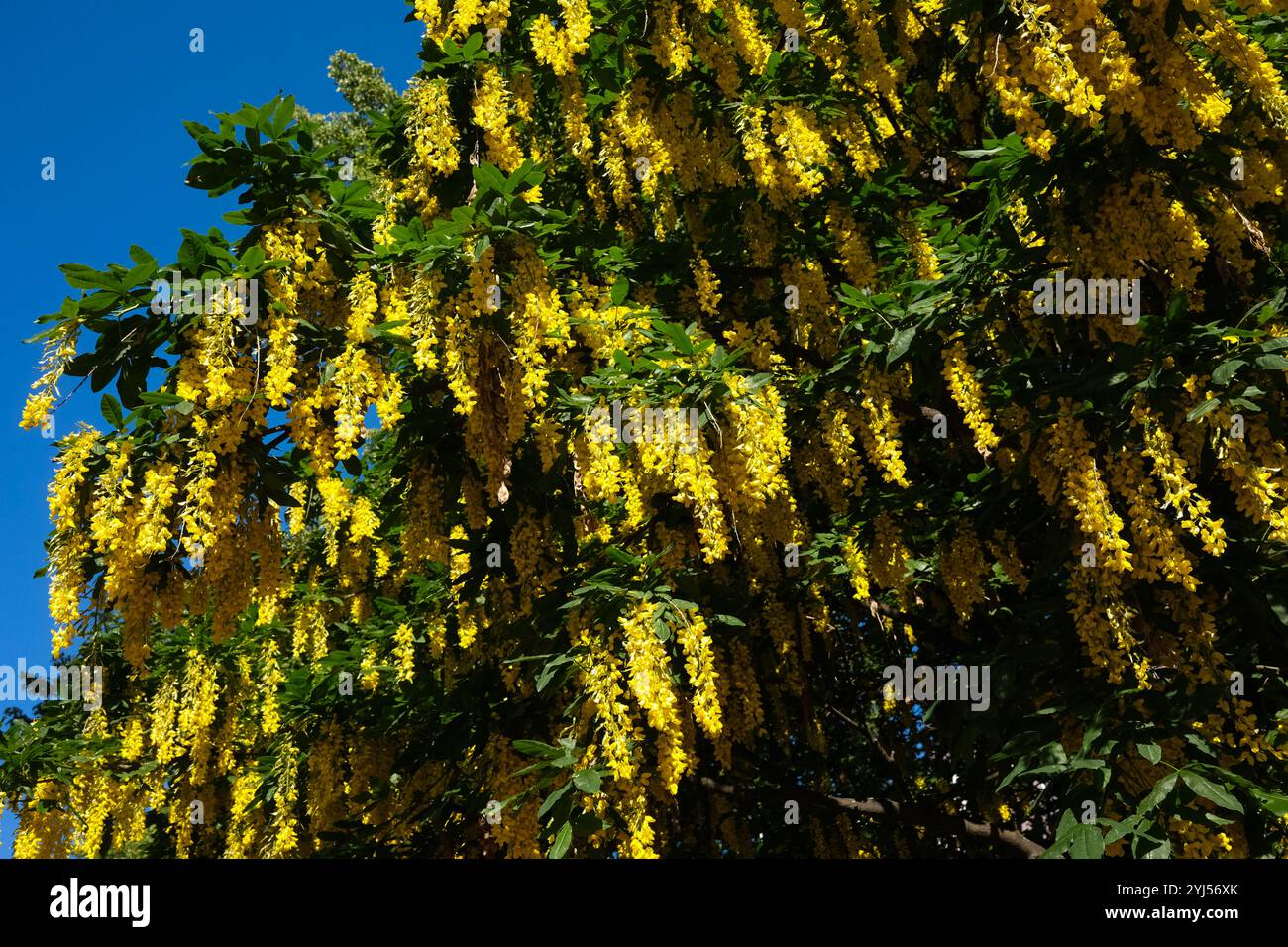 Golden shower tree blossoms hi-res stock photography and images - Alamy