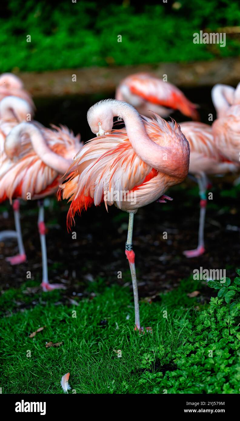 Greater flamingo in captivity Stock Photo - Alamy