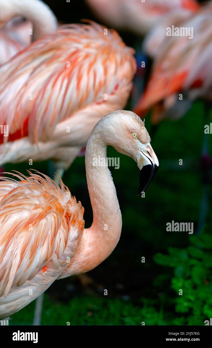 Greater flamingo in captivity Stock Photo - Alamy