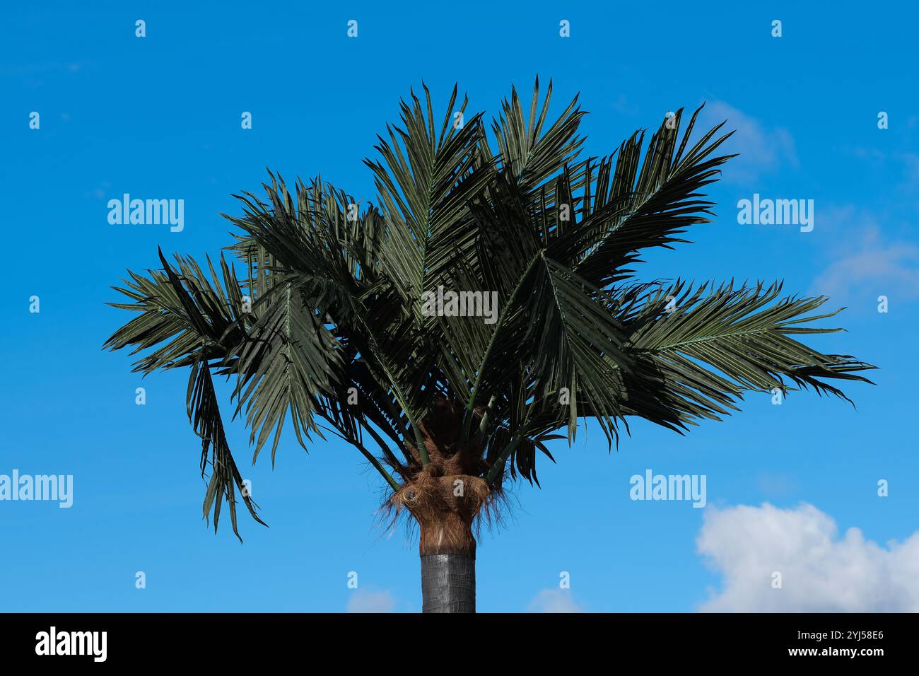 Top of a palm tree Stock Photo - Alamy