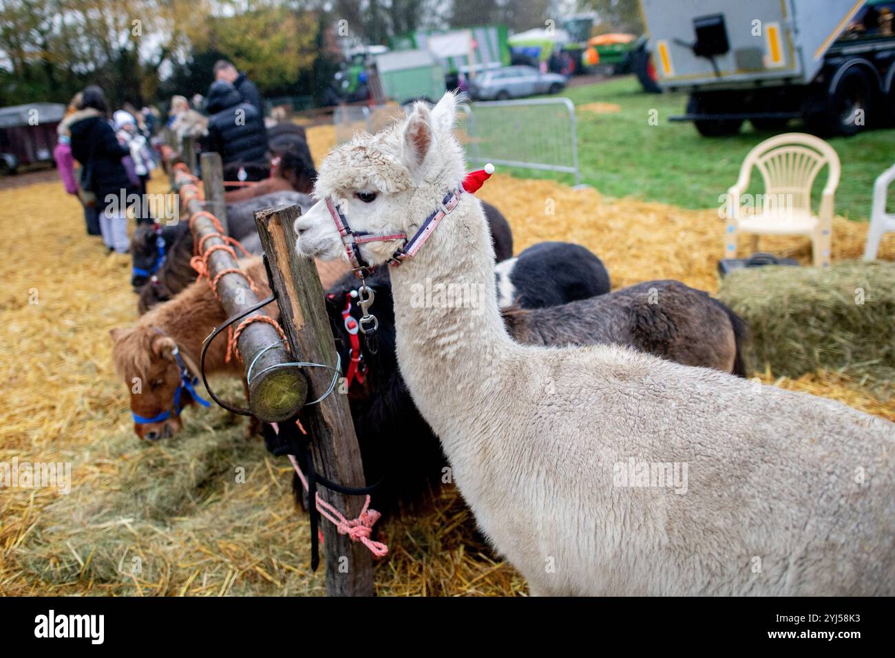 Zetel, Germany. 13th Nov, 2024. Five-year-old alpaca Bertold stands at ...