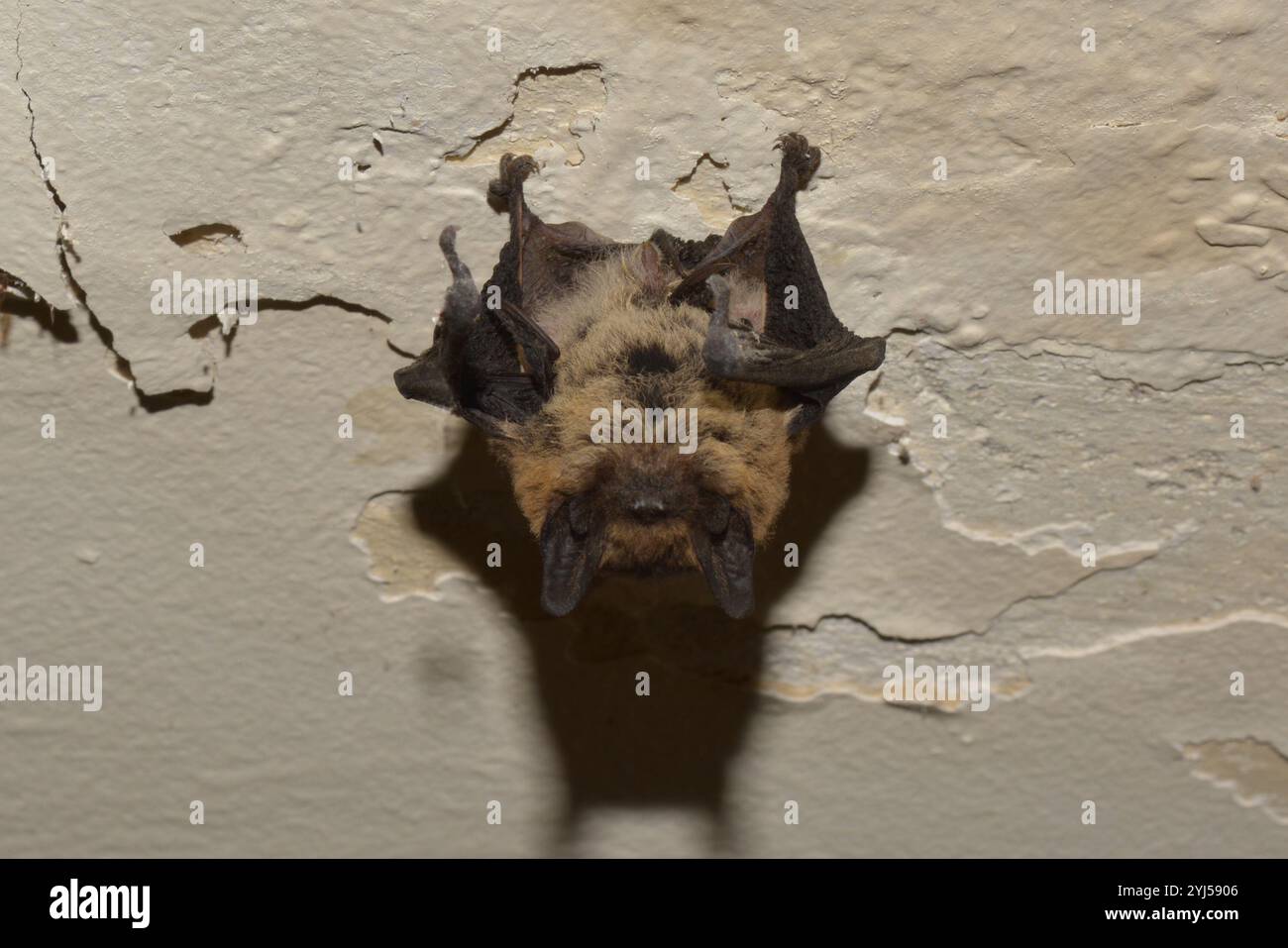 Bat clinging to the ceiling by its feet. Closeup of head, nose, eyes ...