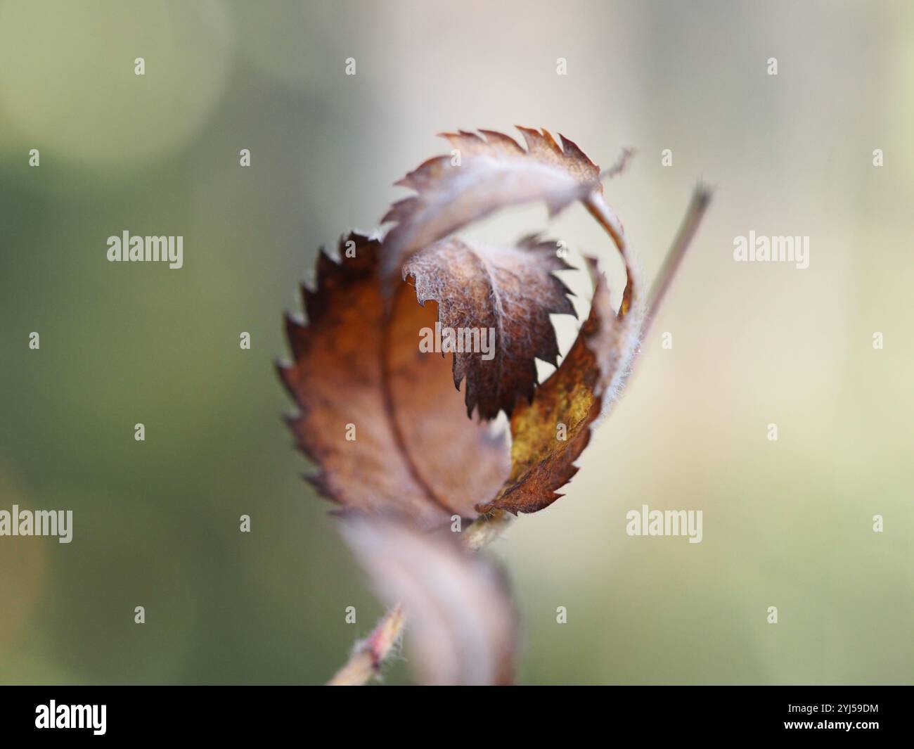 Small curved leaf hi-res stock photography and images - Alamy