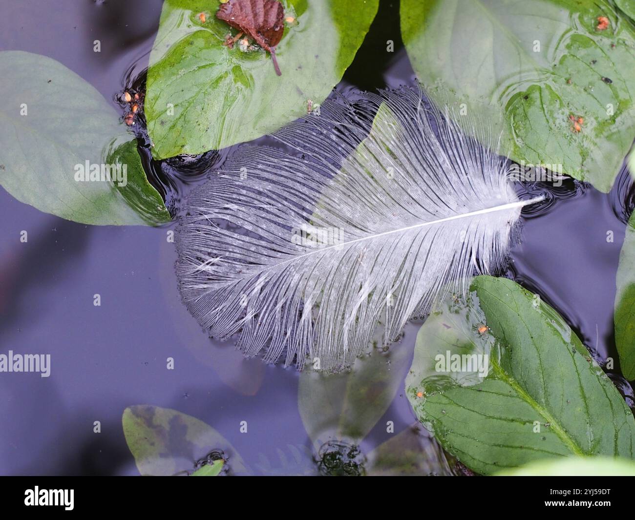 A swan feather in the lake Stock Photo - Alamy
