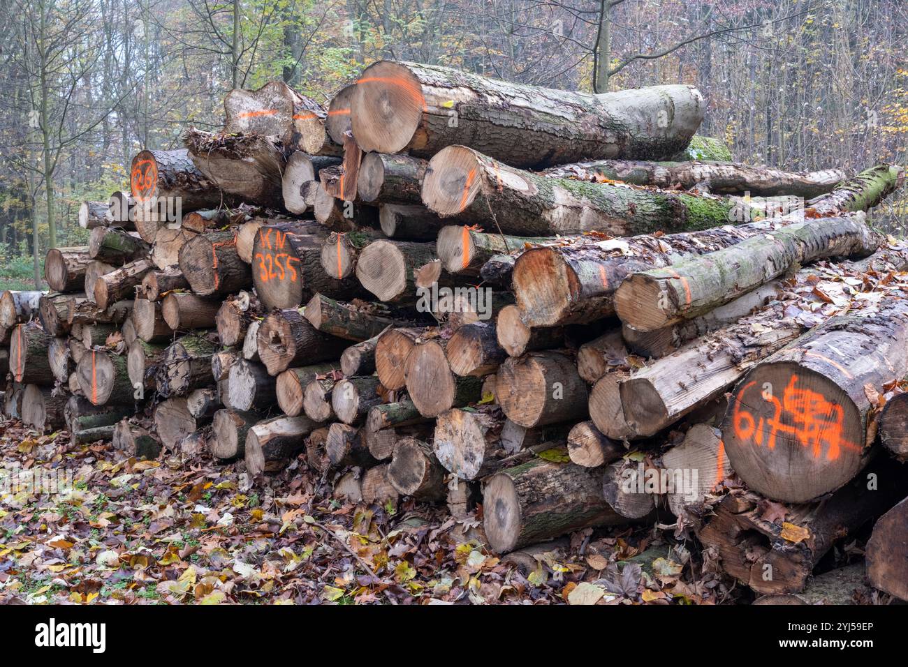 Pile of marked logs in a forest, demonstrating responsible logging and ...