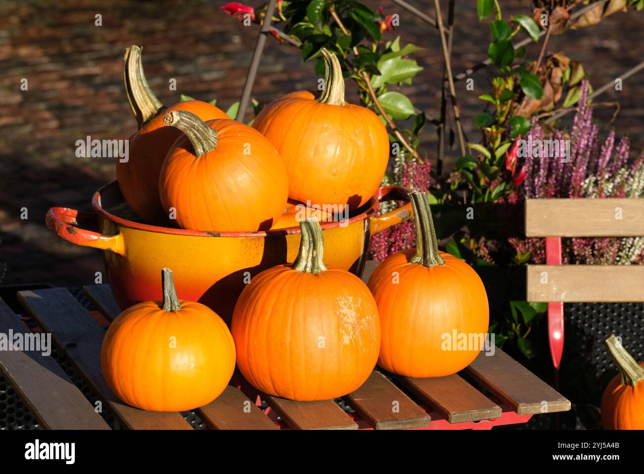Lot of pumpkins hi-res stock photography and images - Alamy