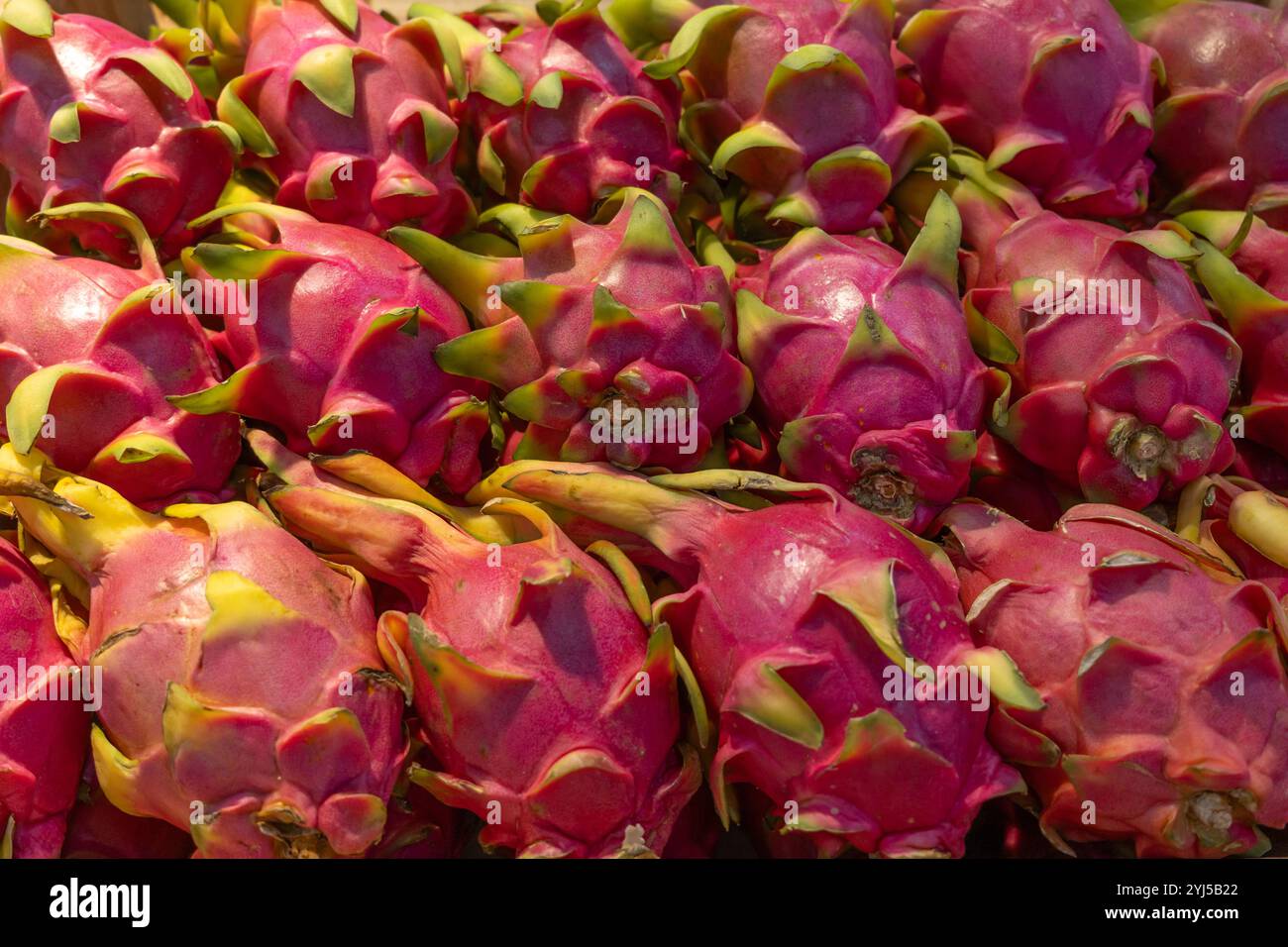 Close-up background of fresh dragon fruit with bright purple-pink peel ...