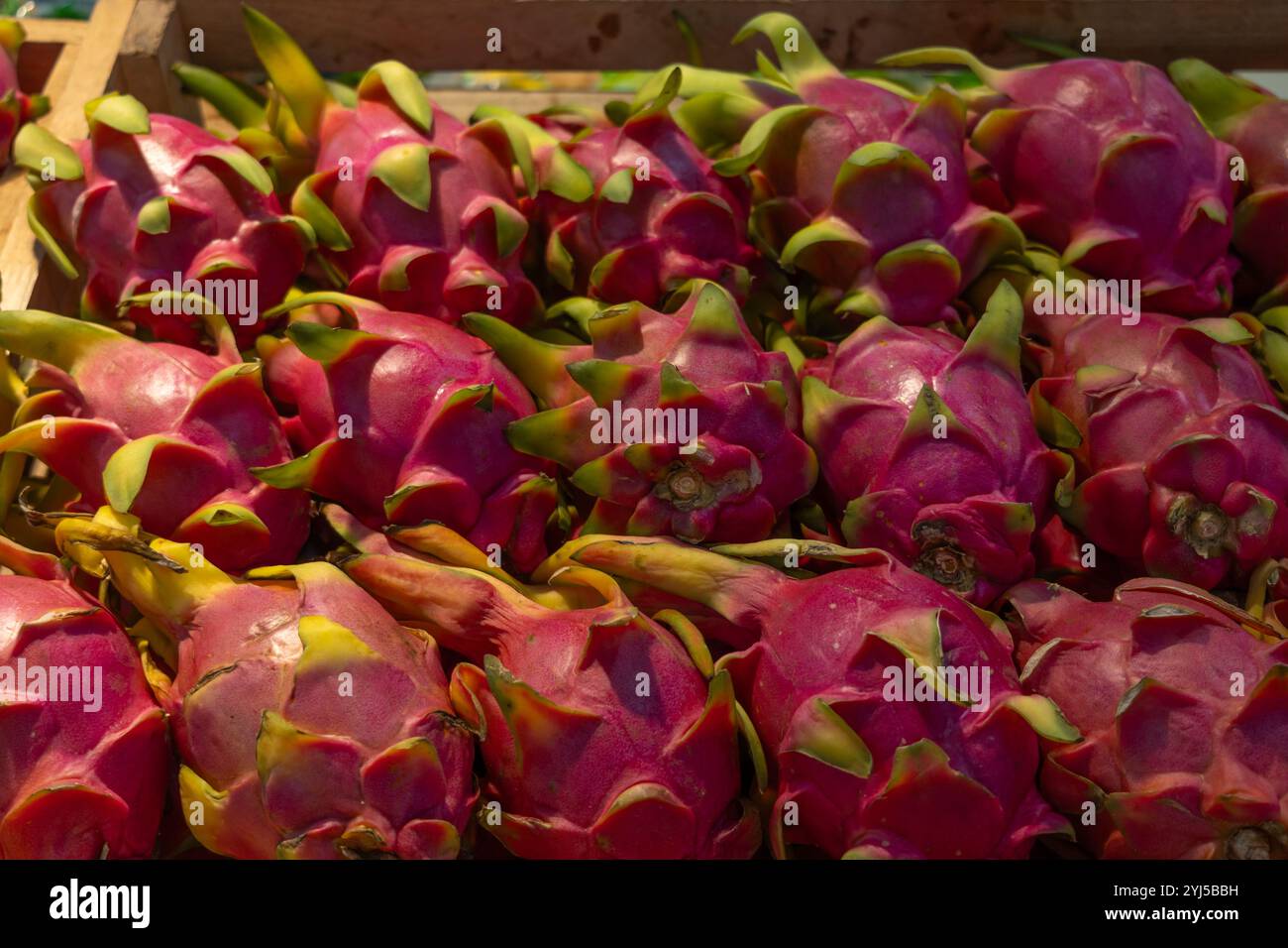 Close-up background of fresh dragon fruit with bright purple-pink peel ...