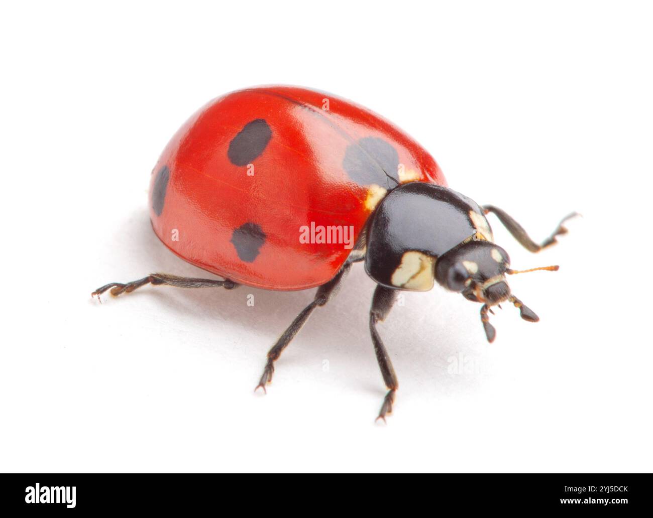 Lady bird insect ladybug hi-res stock photography and images - Alamy