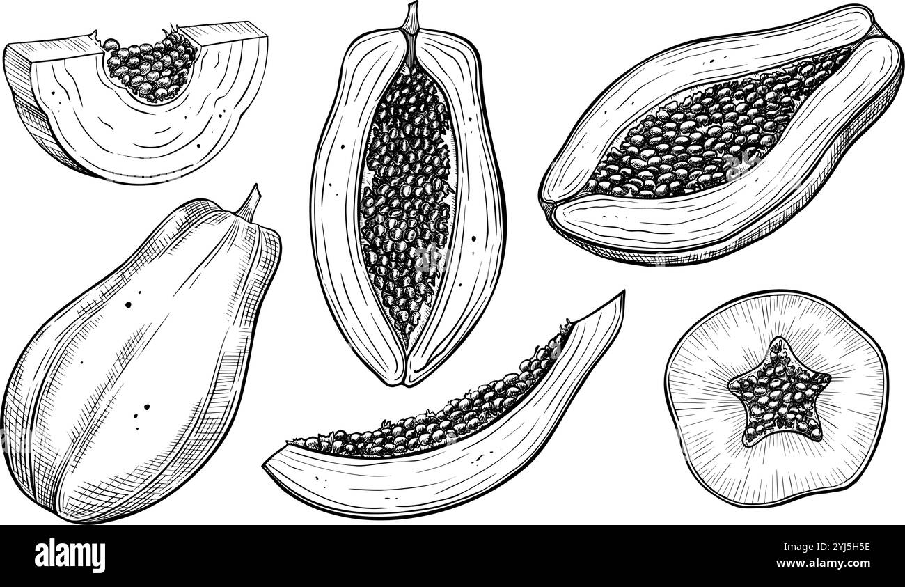 Vector Papaya drawing. Hand drawn illustration of Exotic Tropical Fruit ...