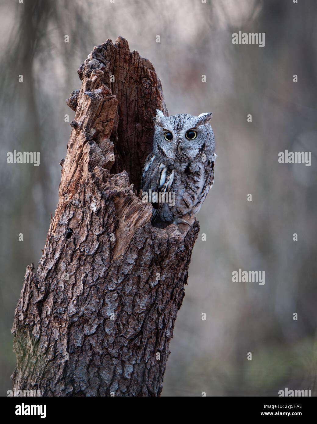 Eastern screech owl gray morph sitting on tree hollow Stock Photo - Alamy