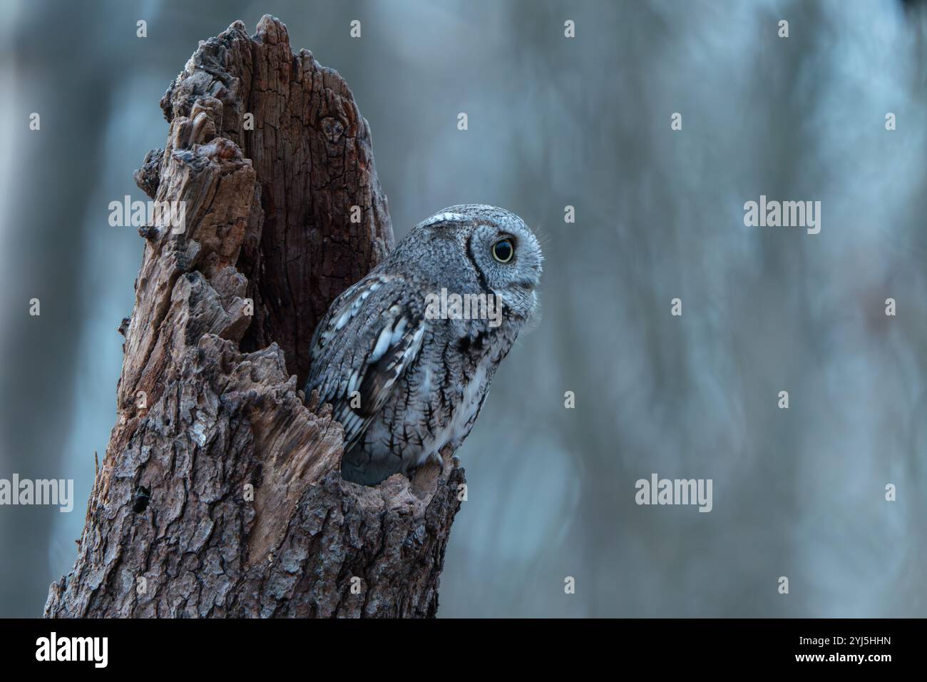 Eastern screech owl gray morph sitting on tree hollow Stock Photo - Alamy