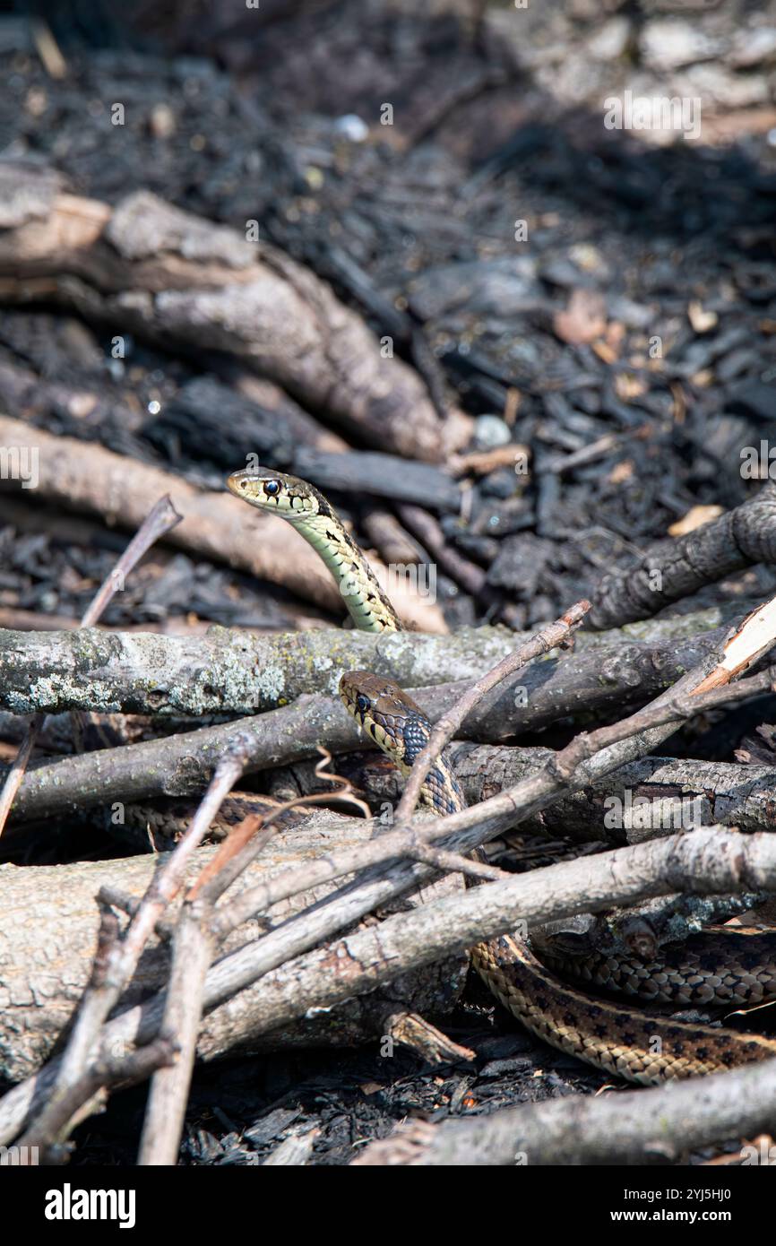 Grass snakes nest hi-res stock photography and images - Alamy