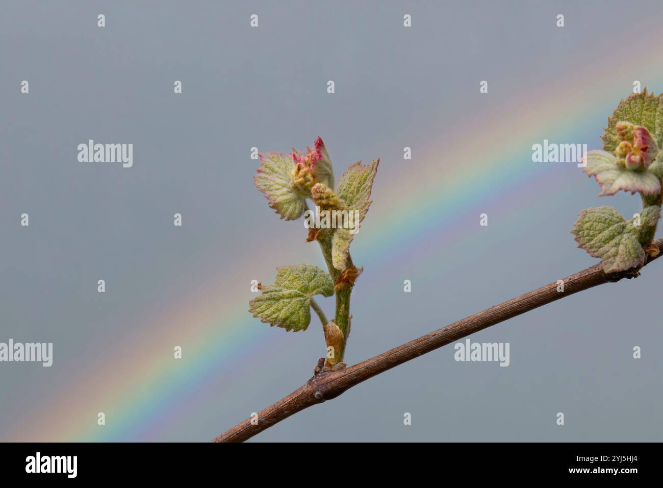 Rainbow break hi-res stock photography and images - Alamy
