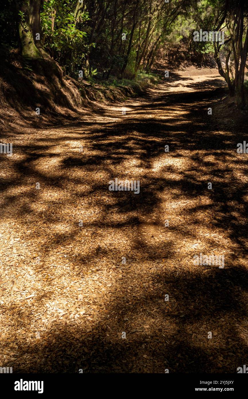 A path in the woods with a shadow on the ground. The shadow is large ...