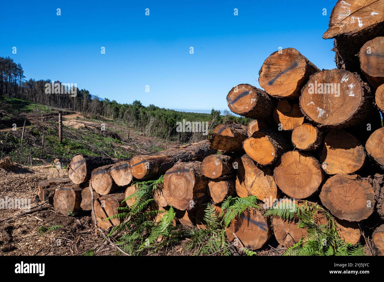 A pile of logs is stacked in a field. The logs are large and brown, and ...
