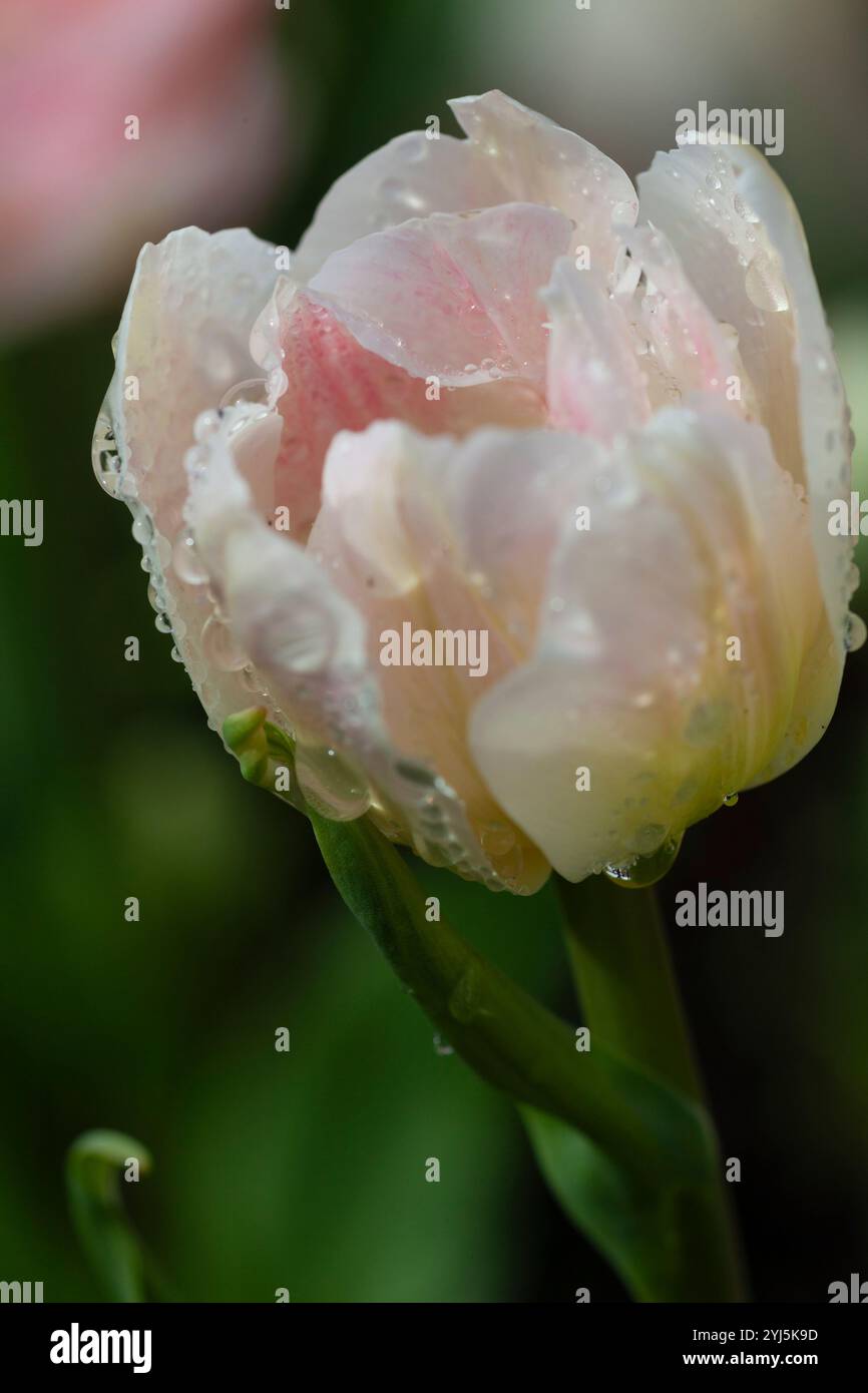 Dew covered Tulips, Tulipa, growing in a suburban garden, Pointe ...