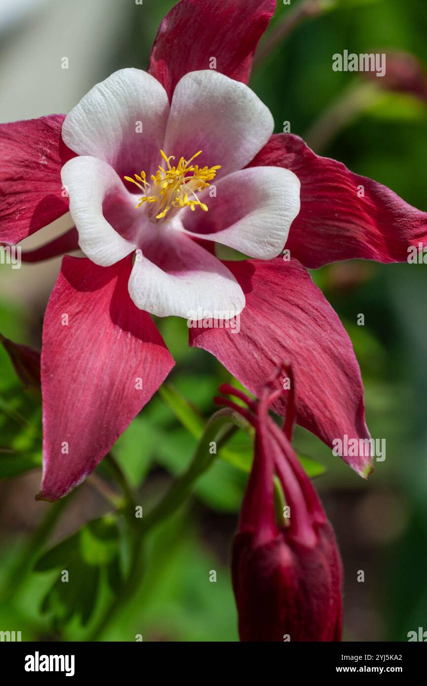 Red and white columbine flower growing in a garden, Aquilegia earlybird ...