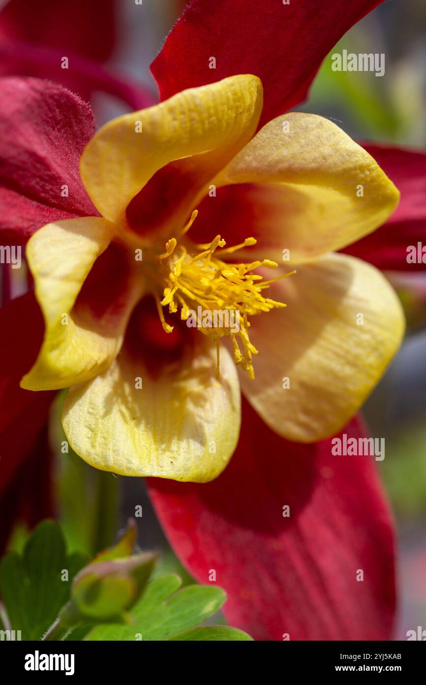 Flower red and yellow columbine, AAquilegia canadensis Stock Photo - Alamy