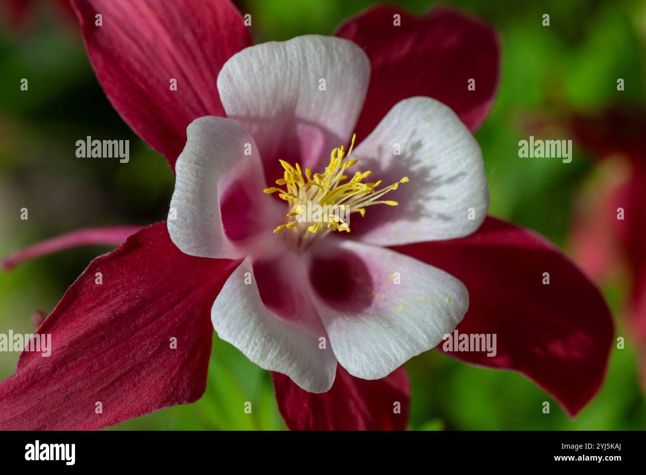 Red and white columbine flower growing in a garden, Aquilegia earlybird ...