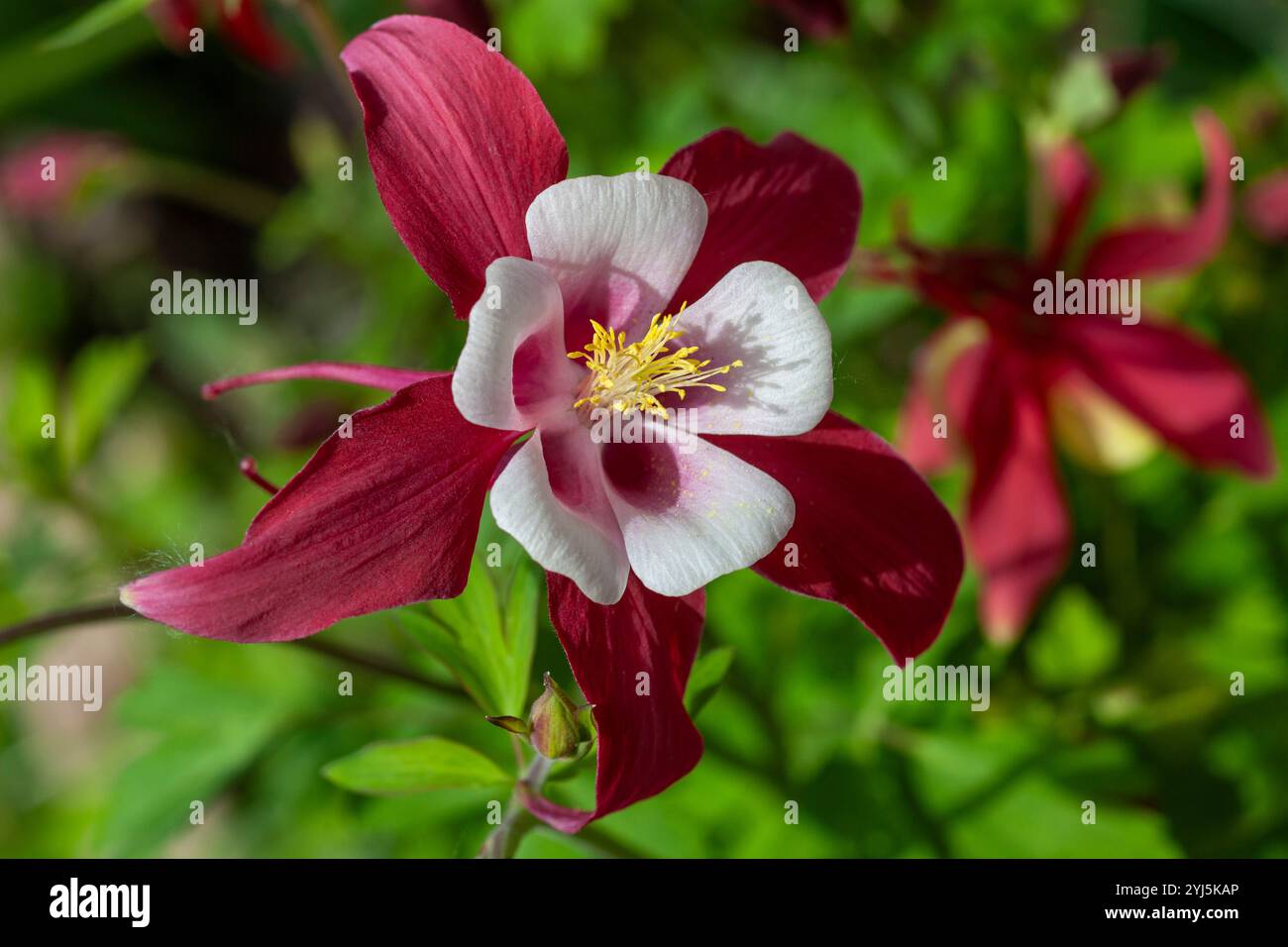 Red and white columbine flower growing in a garden, Aquilegia earlybird ...