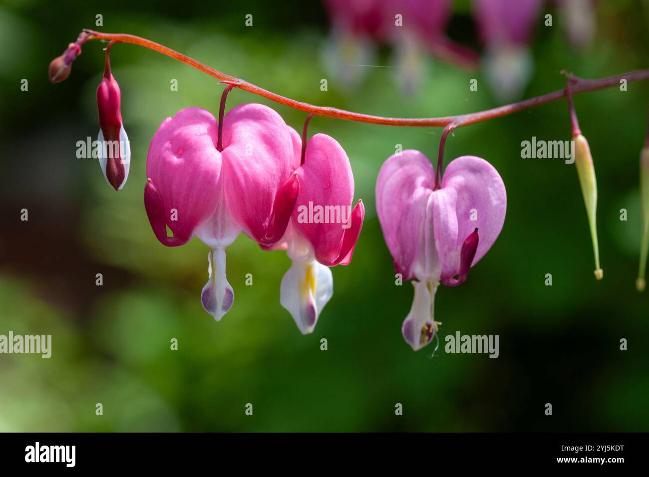 Chinese bleeding heart plant, Lamprocapnos spectabilis, blooming in ...