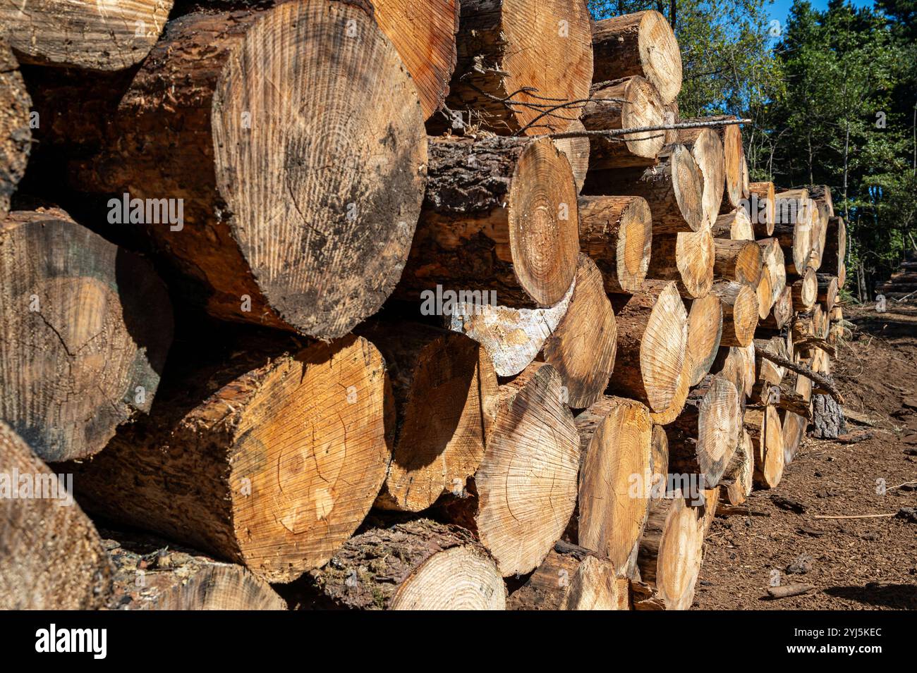 A pile of logs with some of them being cut in half. The logs are ...
