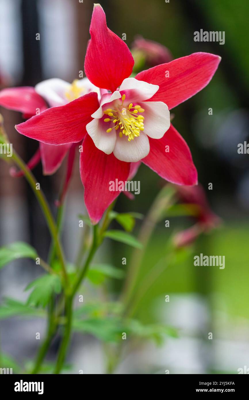 Red and white columbine flower growing in a garden, Aquilegia earlybird ...