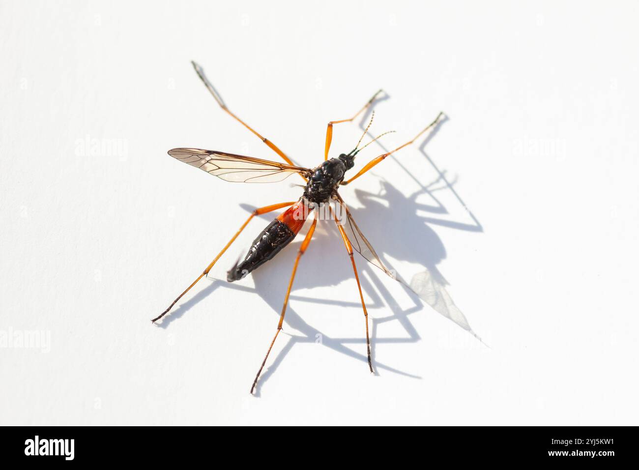 Studio shot of parasitic wasp against white background with shadow ...