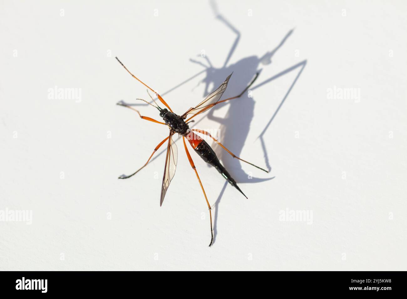 Studio shot of parasitic wasp against white background with shadow ...