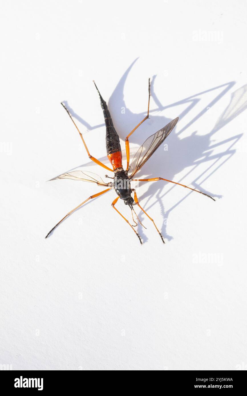Studio shot of parasitic wasp against white background with shadow ...