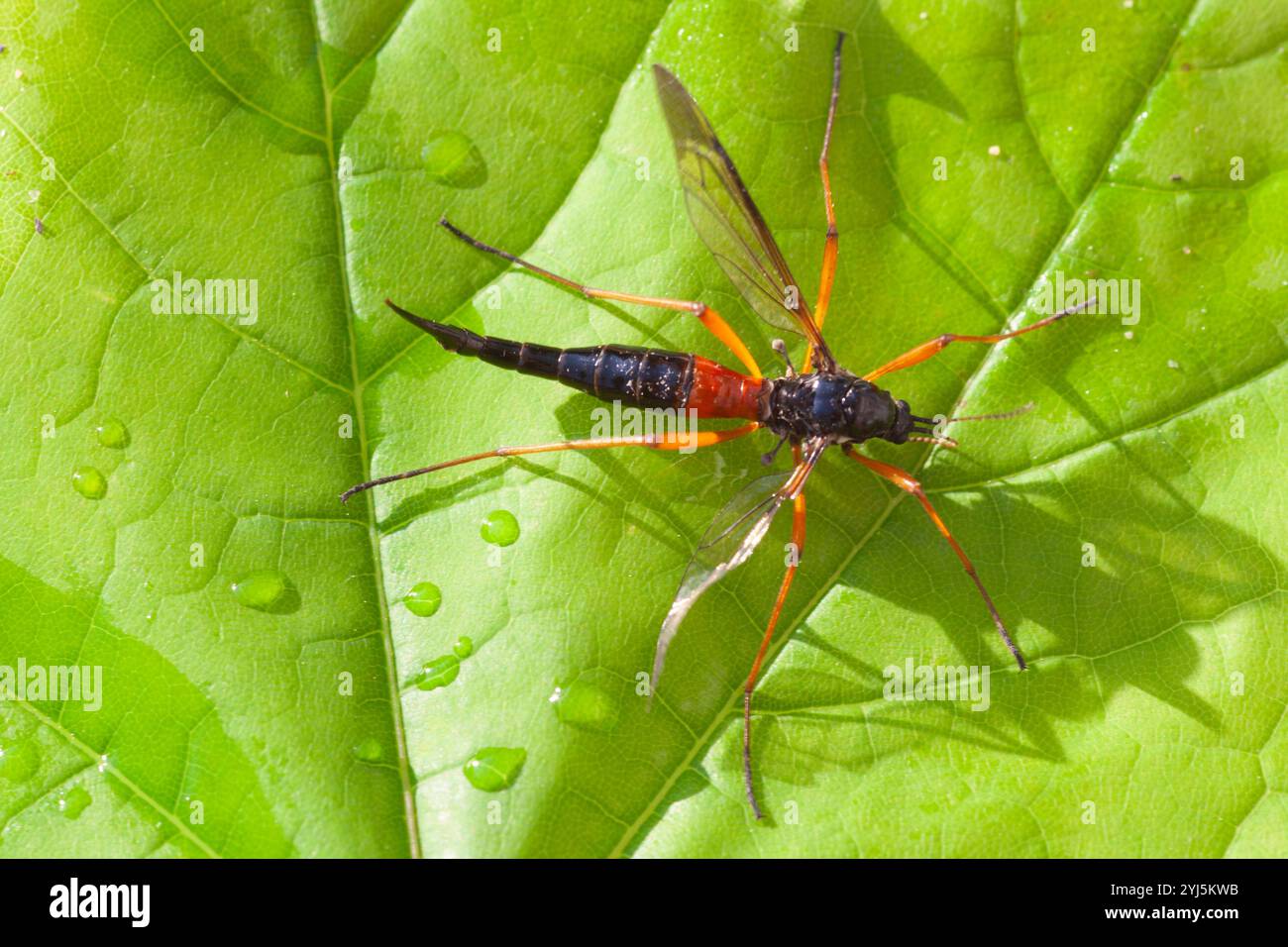 Studio shot of parasitic wasp against white background with shadow ...
