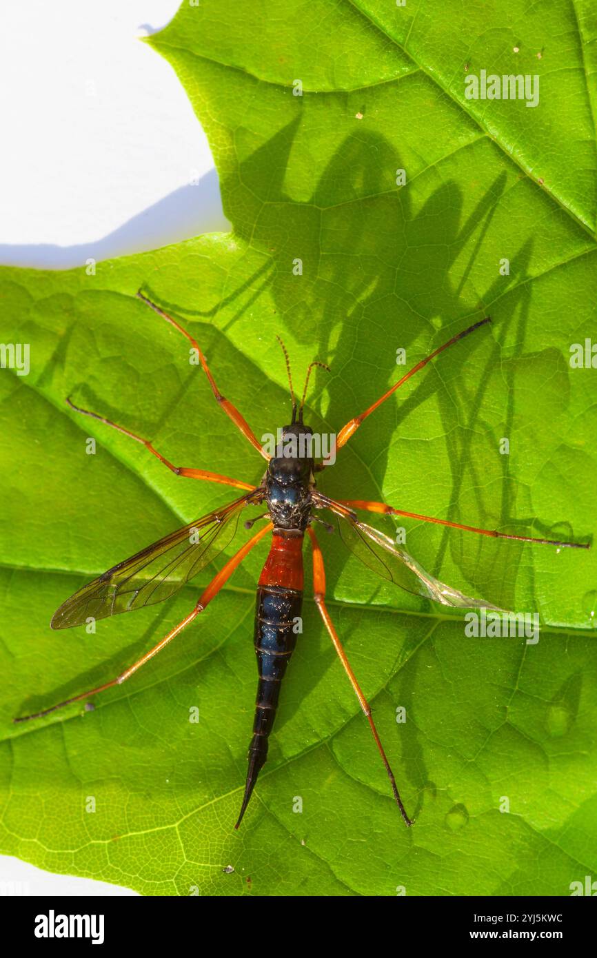 Studio shot of parasitic wasp against white background with shadow ...