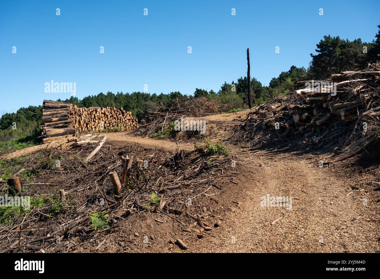 Burning logs tree branches hi-res stock photography and images - Alamy