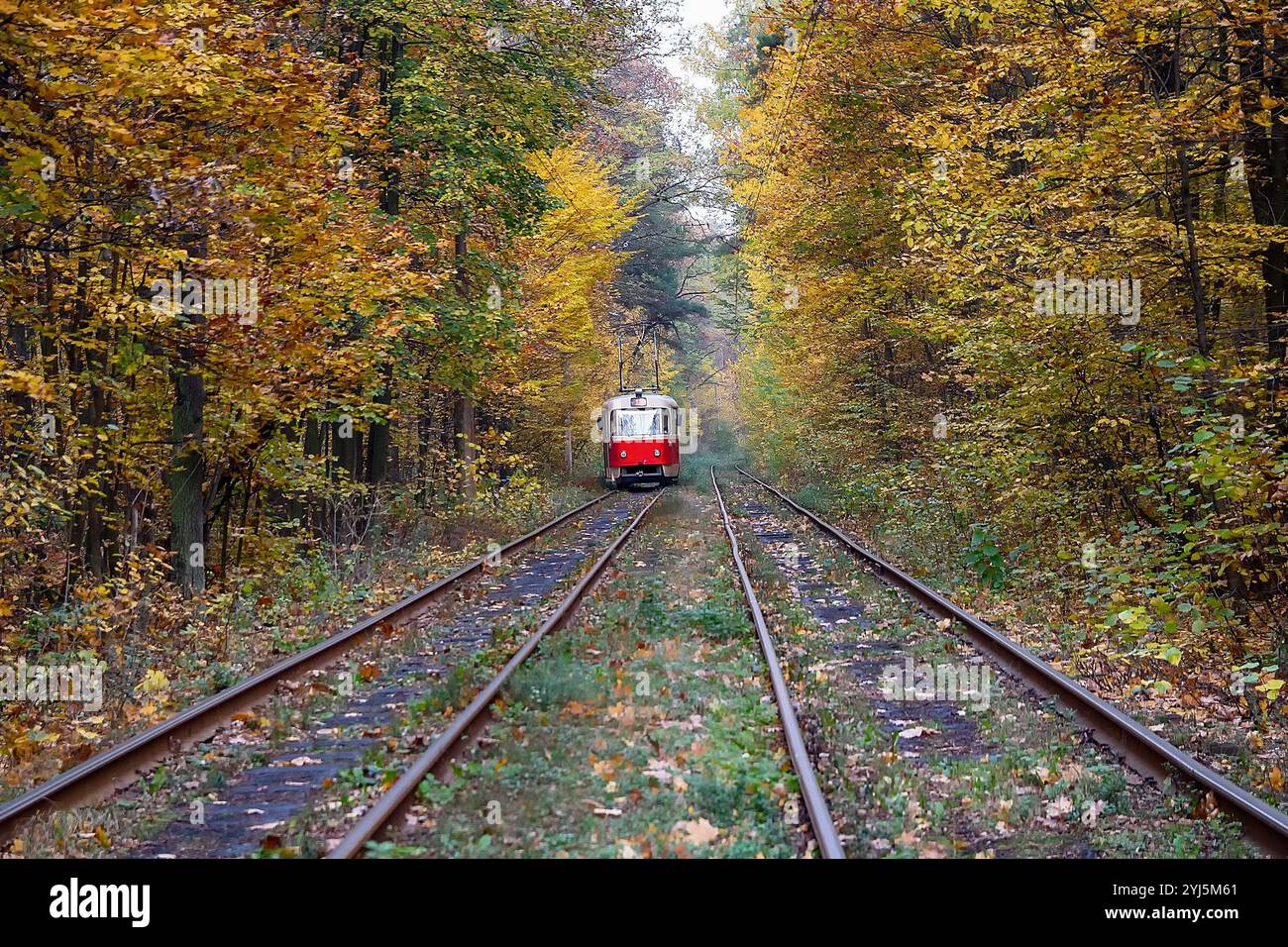 Forest transport hi-res stock photography and images - Alamy