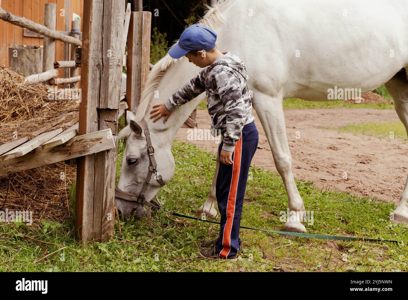 young boy interacting with a majestic white horse on a farm, showcasing ...