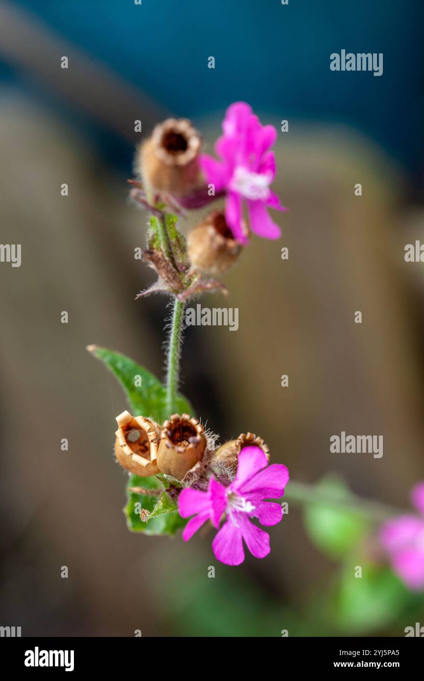 Natural close up flowering plant portrait of Silene Dioica, Melandrium ...