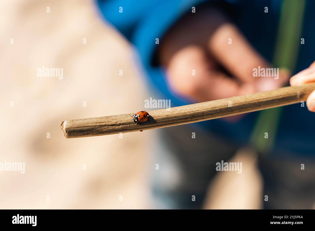 Ladybug moving along a wooden stick Stock Photo - Alamy