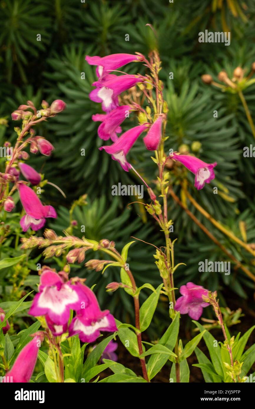 Natural close up flowering plant portrait of Penstemon blooms ...