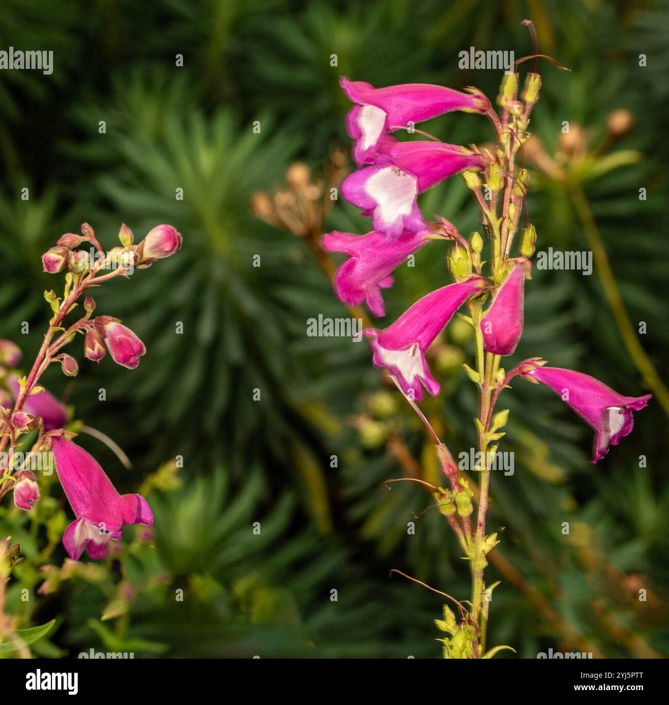 Two prominent blooms hi-res stock photography and images - Alamy